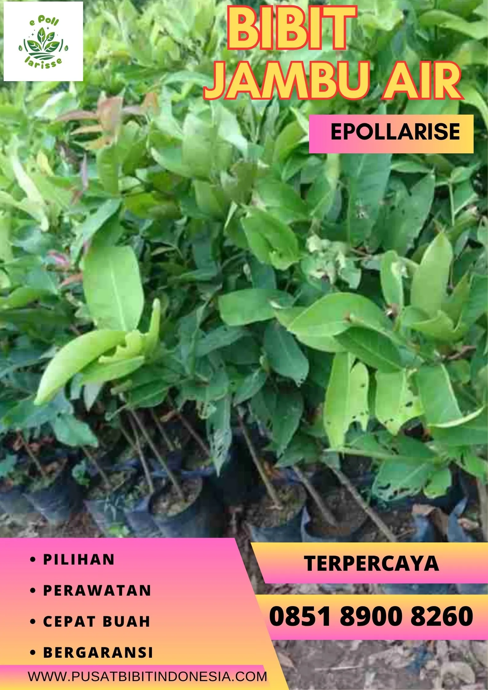 Bibit Jambu Air Barbie Sugar, Rumah Tangga, Kontruksi dan taman di ...