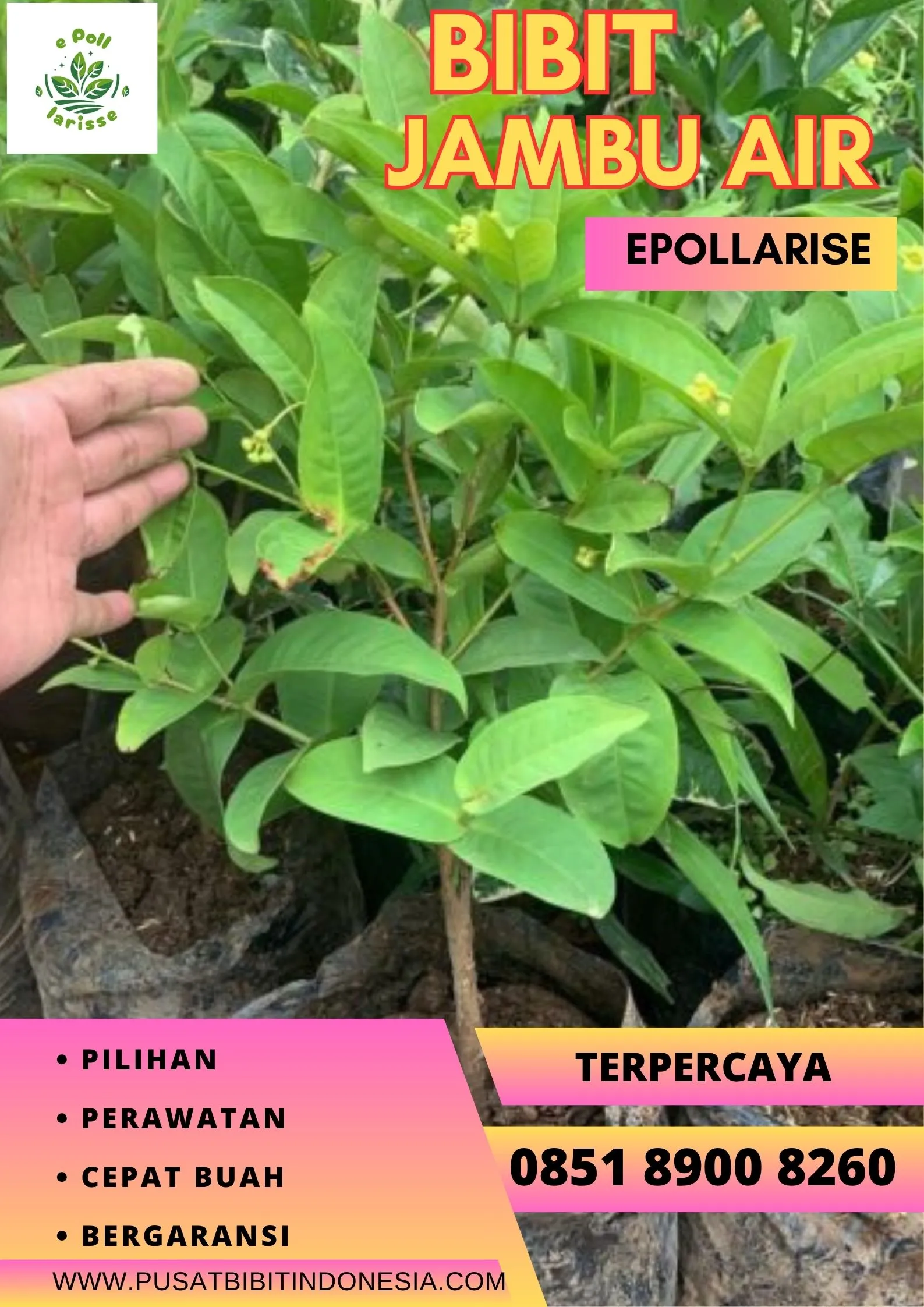 Bibit Jambu Air Barbie Sugar, Rumah Tangga, Kontruksi dan taman di ...