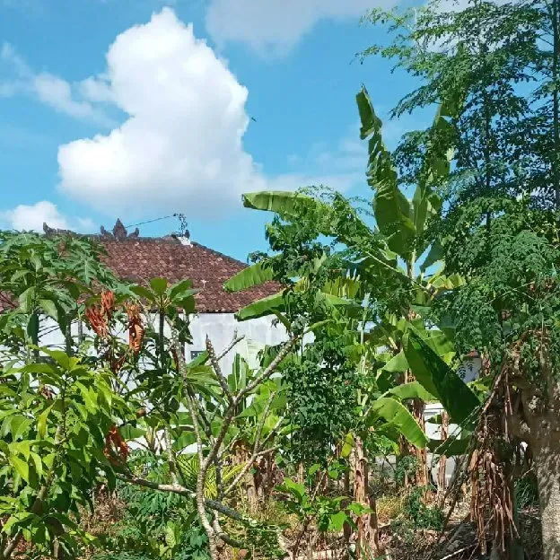 Dijual 2 are, Jl. Betaka Gg. Beji Pengilian Dalung Pandonan Kuta Utara ...
